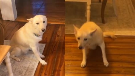 Video perro se tomó el trago de su dueña y se emborrachó