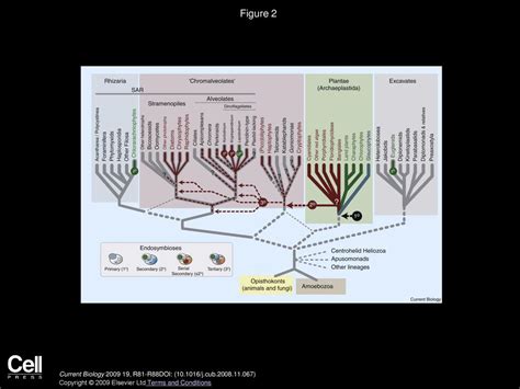 the puzzle of plastid evolution ppt download
