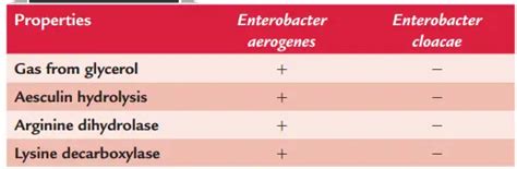 Coliform Bacteria Definition Classification Examples Biology Notes Online