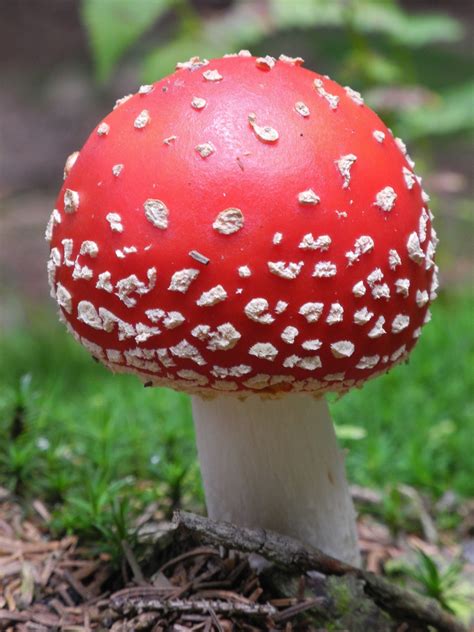 무료 이미지 자연 숲 가을 식물학 진균류 비행 Agaric 유독 한 진드기의 볼레트 아가리쿠스 빨간 비행