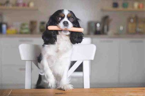 ¿puede El Perro Comer Salchichas De Pollo ¿más Beneficios O Riesgos