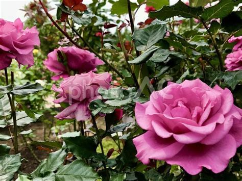 薄紫のバラの花 No 29869170｜写真素材なら「写真ac」無料（フリー）ダウンロードok