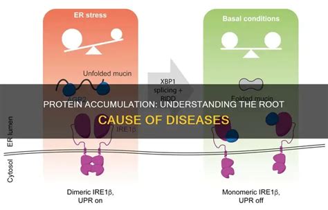 Protein Accumulation Understanding The Root Cause Of Diseases Medshun