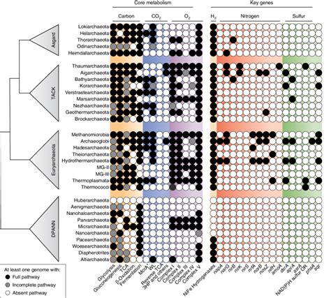 Archaea Metabolic Potential Physiological Capabilities Of Archaeal Download Scientific