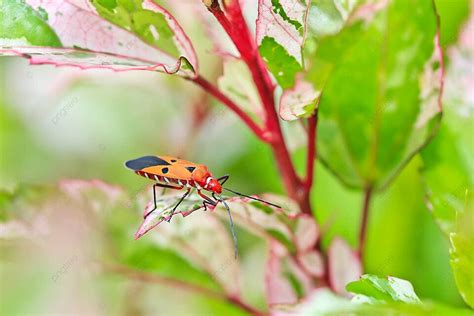 Insect Red Antennae Arthropod Photo Background And Picture For Free