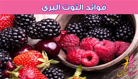 هل تعرف ما هي فوائد التوت البري للجسم؟ صحي و مفيد