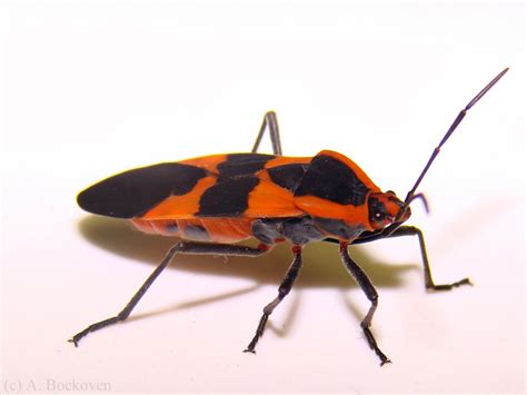 Insects Bugs Facts