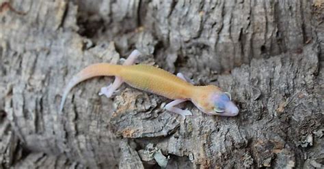 My First Leopard Gecko Im Getting Next Week Album On Imgur