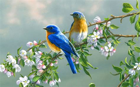 62 عدد تصویر زمینه پرنده Birds