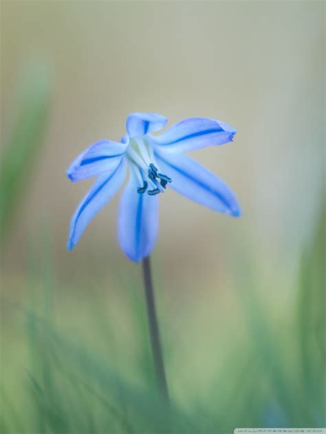 Siberian Squill Early Spring Flower 4k Uhd Wallpaper For Ultrahd