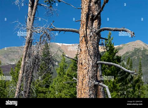 Rand Colorado Pine Trees Killed By An Outbreak Of Mountain Pine