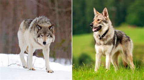 Las Diferencias Entre Perros Y Lobos Perros 2024