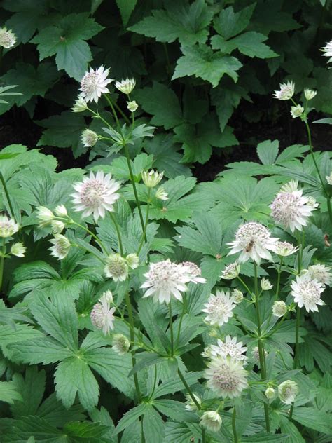 Астранция крупная (Astrantia major) - купить саженцы в Минске