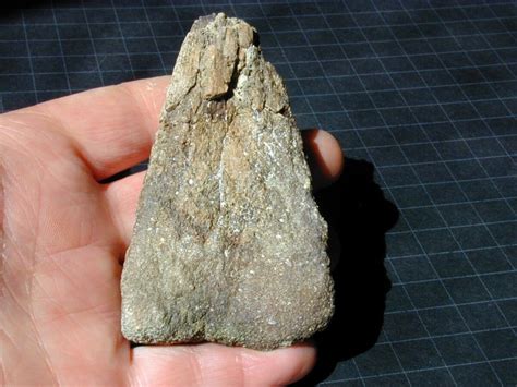 Styracosaurus Dinosaur Fossil