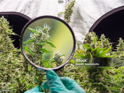 온실에서 대마초 식물을 검사하기 위해 돋보기를 들고 장갑을 낀 손 Stem 주제에 대한 스톡 사진 및 기타 이미지 Stem 주제 Thc 건강관리와 의술 Istock