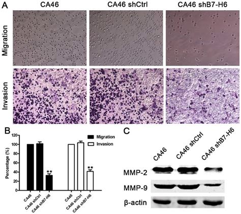 B7 H6 Knockdown Inhibits Tumor Migration And Invasion A B7 H6