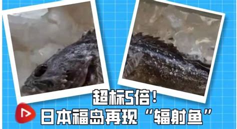 日本福岛核辐射鱼日本核辐射变异鱼 伤感说说吧