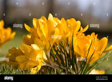 Crocuses In A Meadow In Soft Warm Light Spring Flowers That Herald