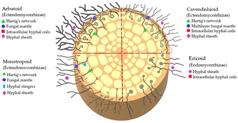 Mycorrhizal Symbiosis Of Ericaceous Plants Encyclopedia MDPI