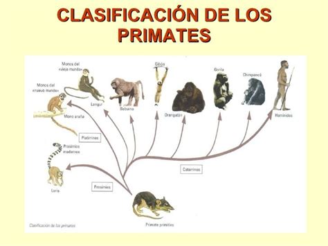 Evolucion De Los Primates