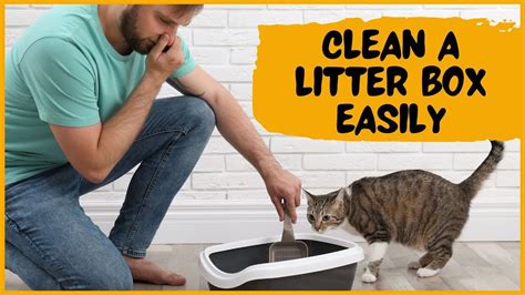 When Should You Clean A Cats Litter Box At Kathaleen Velasquez Blog