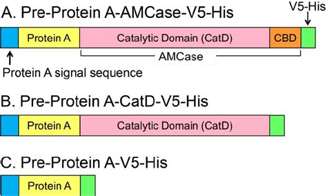 Schematic Representations Of The Escherichia Coli Expressed Fusion