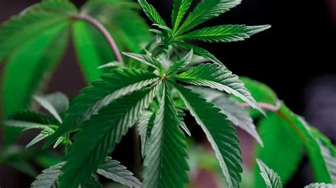 Hízeleg Történelmi Majdnem Halott Sistema Nervioso Y Las Drogas Örület