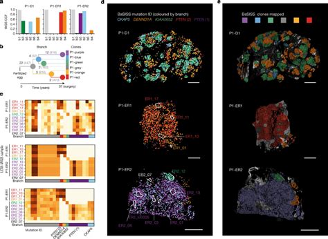 Nature 空间基因组学描绘癌症克隆的结构、性质和进化（2） 知乎