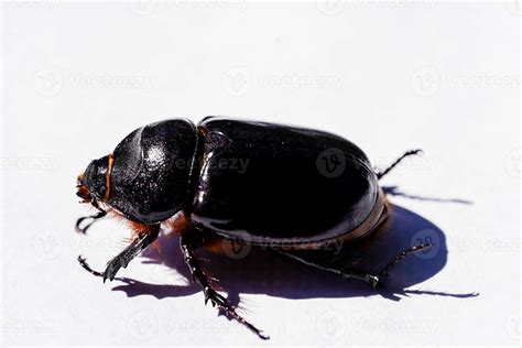 Female Rhinoceros Beetle Oryctes Nasicornis In The Garden