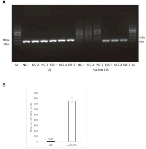 Mir 665 Targets C Myc And Hdac8 To Inhibit Murine Neuroblastoma Cell