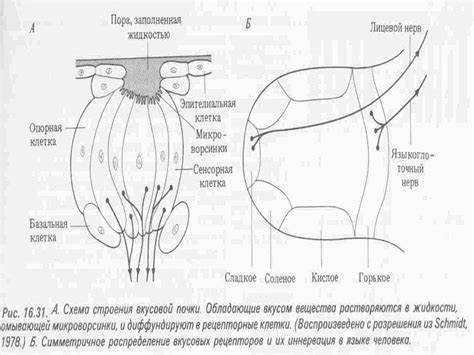 Сенсорні системи презентация онлайн