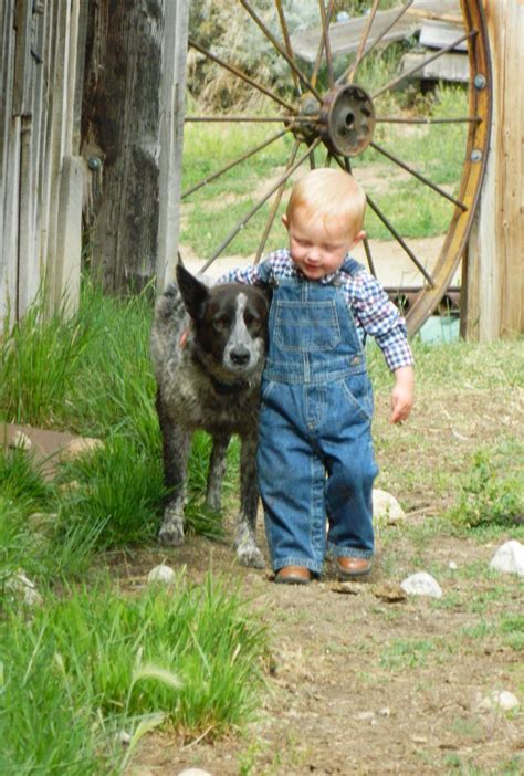 Do Male Dogs Like Babies