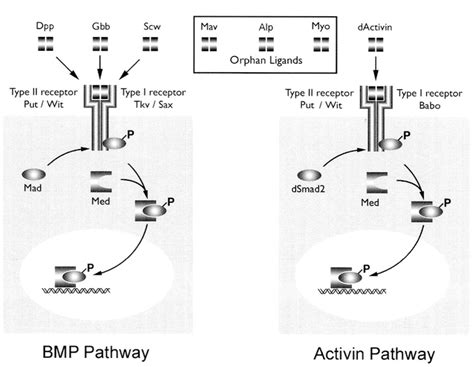 Developmental Pathways