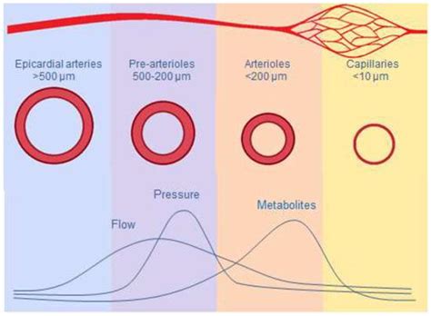 Ivy Lee On Linkedin Coronary Microvascular Dysfunction