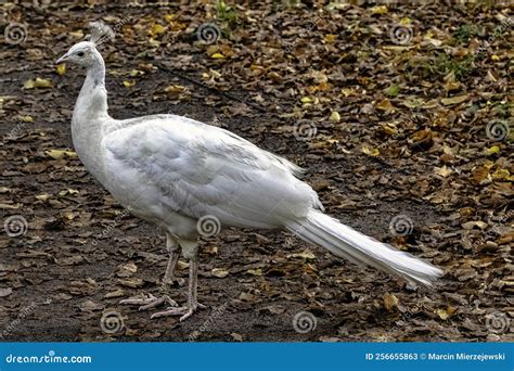 Leucistic Indian Peacock In Polish Park Royalty Free Stock Image 264535954