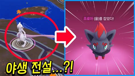야생 필드에 전설포켓몬이 떴다 어 근데 조로아가 왜 나와 포켓몬고 Pokemon GO l 휴지 HueZ