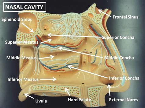 Nasal Cavity Model Labeled
