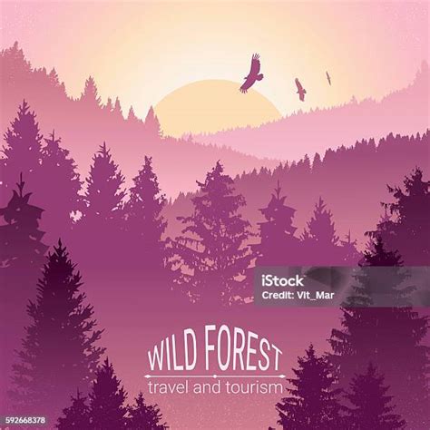 야생 숲 일출 산 소나무 가문비 나무 산에 대한 스톡 벡터 아트 및 기타 이미지 산 실루엣 캠핑 Istock