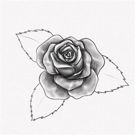 Rosas Dibujos A Lapiz
