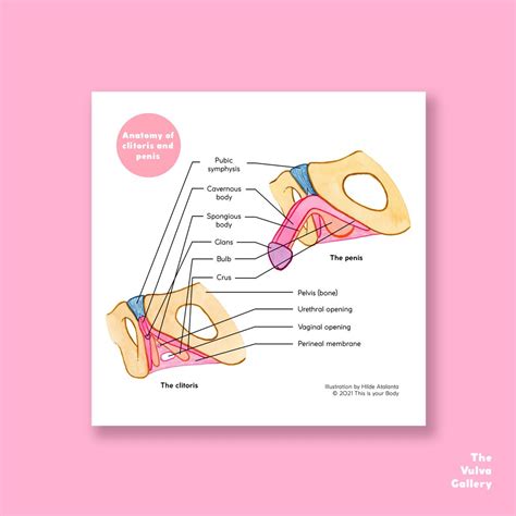 Internal Vaginal Anatomy