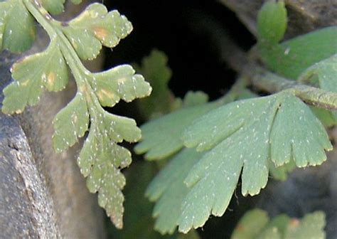 Asplenium Praemorsum Sw Sleziník Slezinník Botany Cz