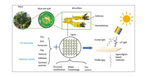 Lignin Cell Wall