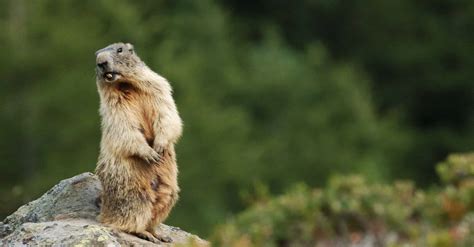 Marmot Vs Groundhog อธิบายความแตกต่าง 6 ประการ Newagepitbulls