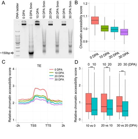 Chromatin Accessibility Revealed By Mnase Seq A Mnase Digestion Of
