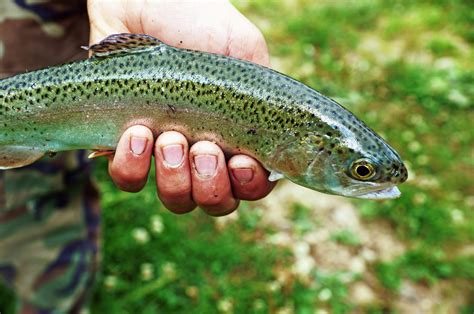 The Best Trout Fishing Locations In Pennsylvania Gone Outdoors Your