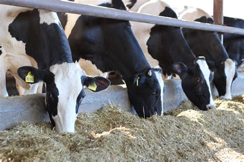 Our Story Alltech