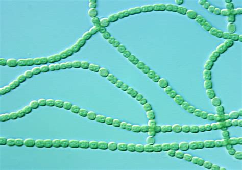 Coccus
