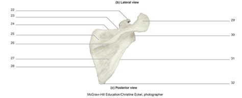 Scapula Labeling Diagram Quizlet