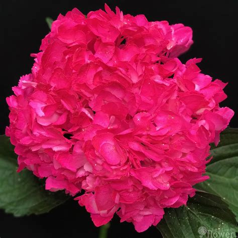 Festive Fuchsia Hydrangea One Of Our Favorites Hydrangea Fuchsia