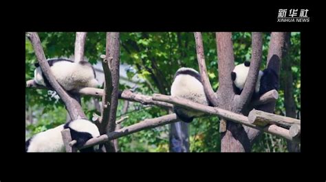 这里，是大熊猫国家公园凤凰网视频凤凰网